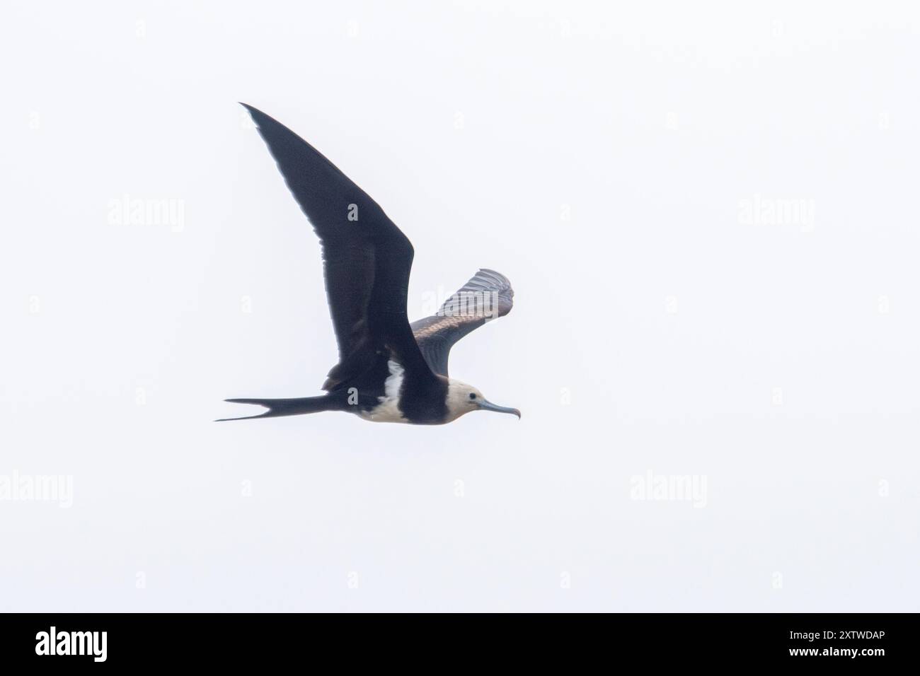 lesser frigatebird (Fregata ariel) at Mumbai, Maharashtra, India Stock ...