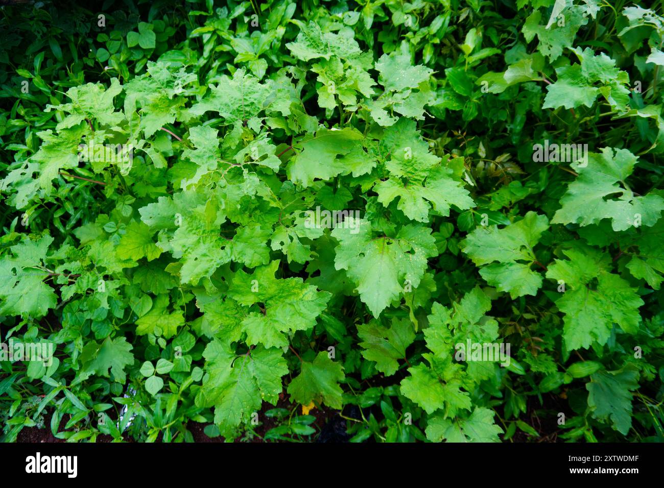 Lush Greenery: The Rich Tapestry of Nature Stock Photo - Alamy