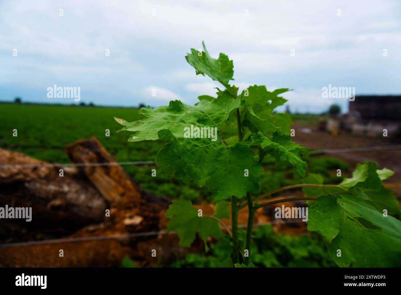 Radiant Green Vegetation: Nature's Abundant Palette Stock Photo - Alamy