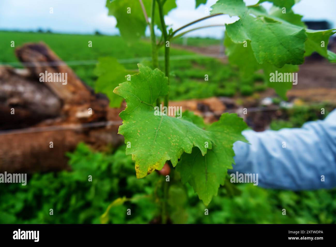 Flourishing Green Foliage: The Opulent Canvas of the Environment Stock ...