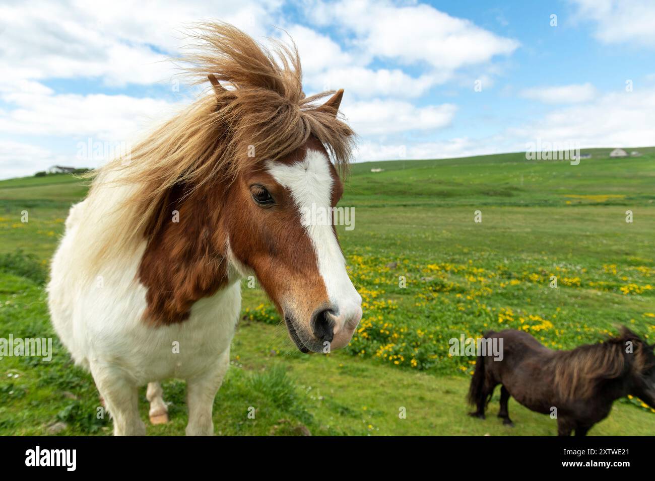Shetland ponies grazing on windswept moorland—iconic native breed ...