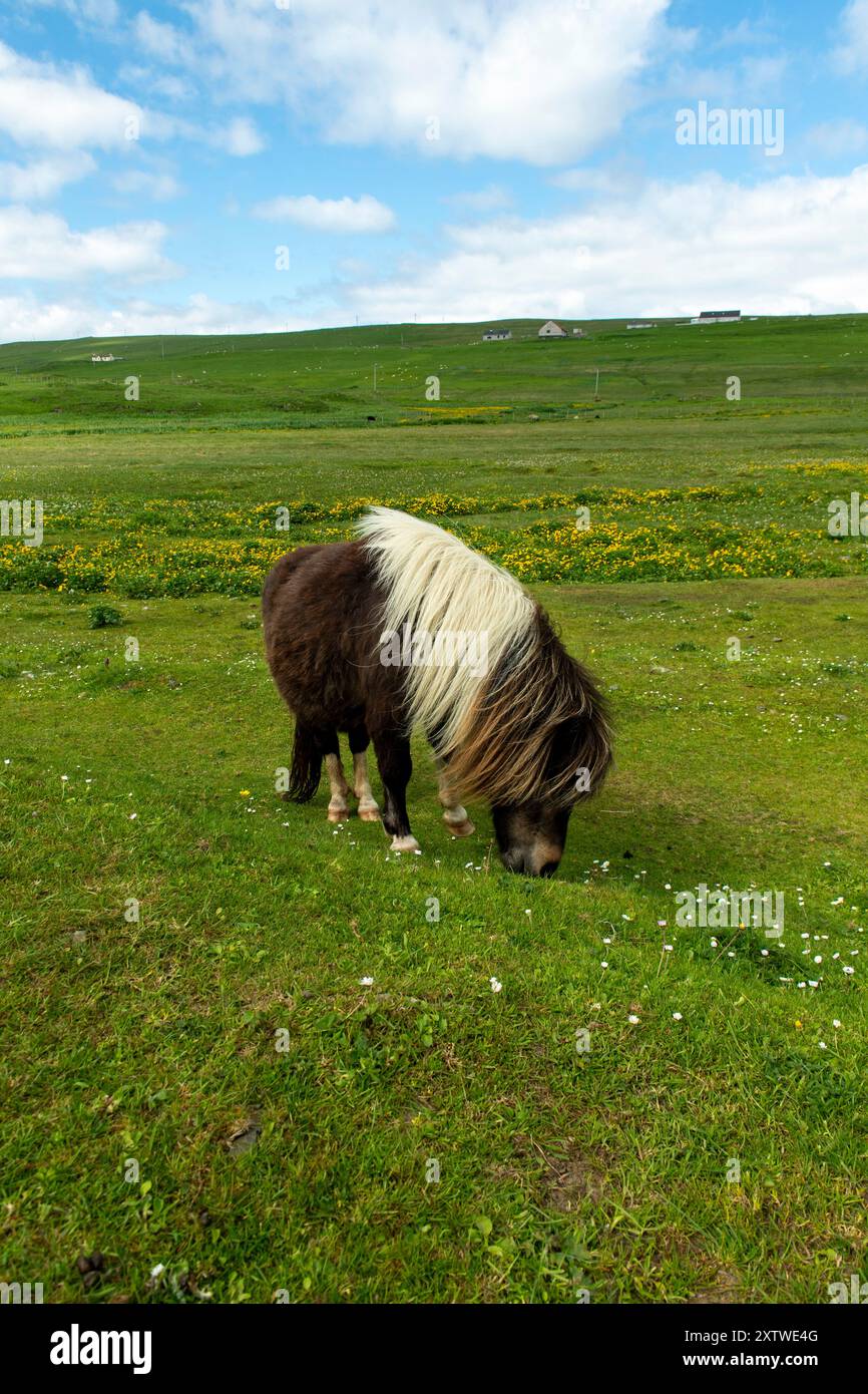 Shetland ponies grazing on windswept moorland—iconic native breed ...