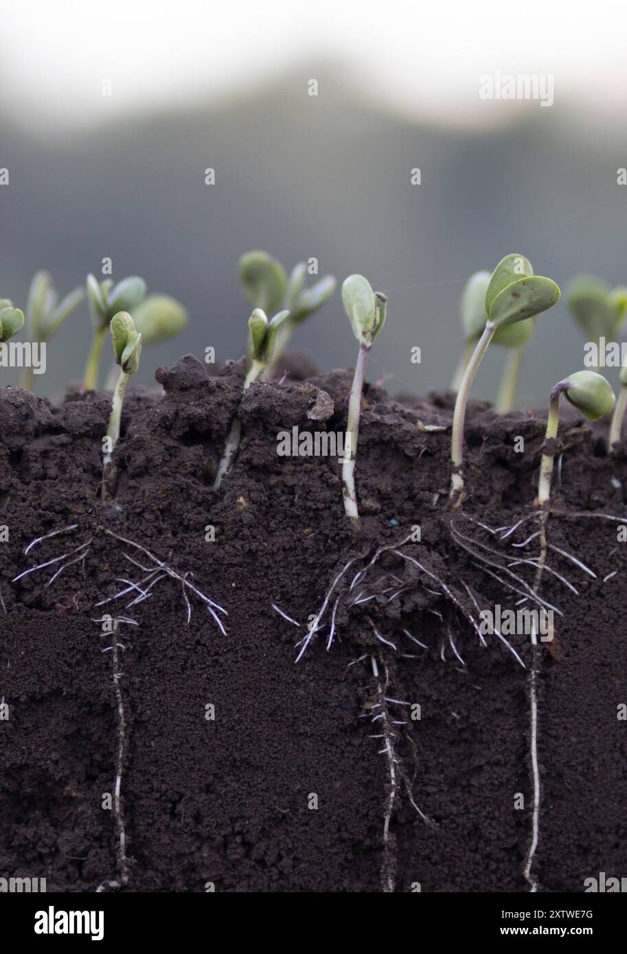 Young soybean plants with roots in the soil Stock Photo - Alamy