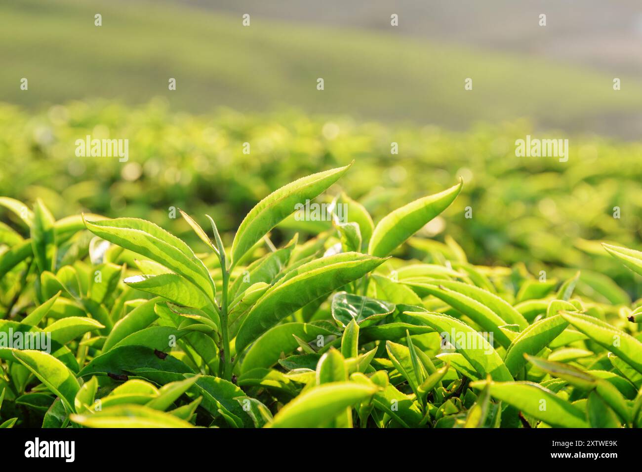 Closeup view of beautiful young bright green tea leaves Stock Photo - Alamy
