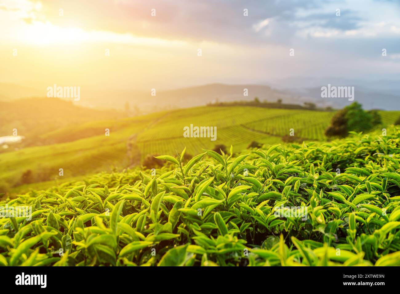 Amazing upper green tea hi-res stock photography and images - Alamy