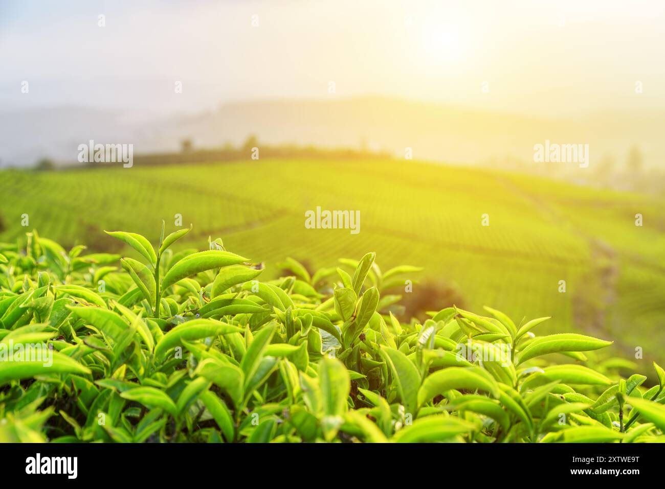 Beautiful young upper green tea leaves in rays of sunset Stock Photo ...