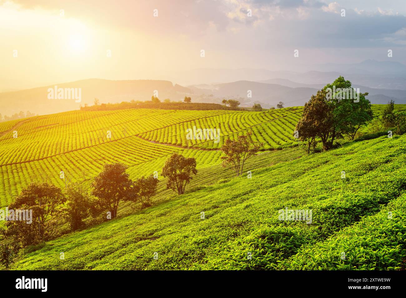 Amazing view of tea plantation. Scenic summer rural landscape Stock ...