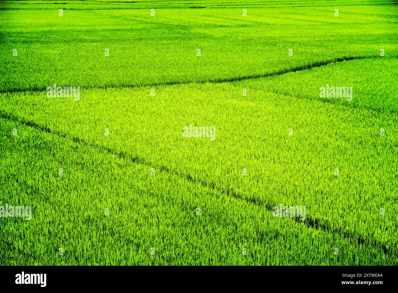 Bright green rice fields hi-res stock photography and images - Alamy