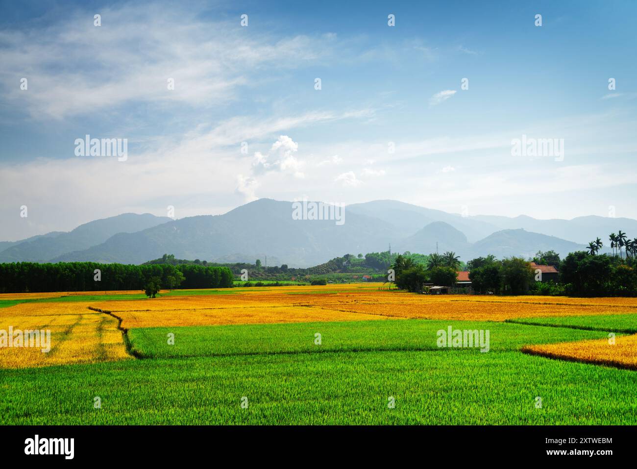 Amazing colorful rice fields at different stages of maturity Stock ...