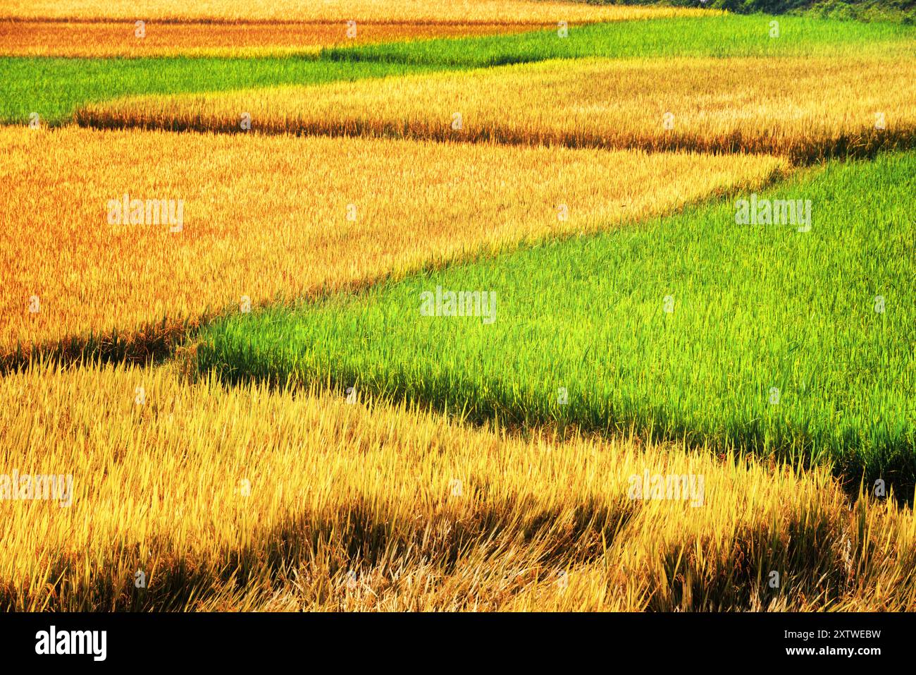 Scenic rice fields at different stages of maturity Stock Photo - Alamy
