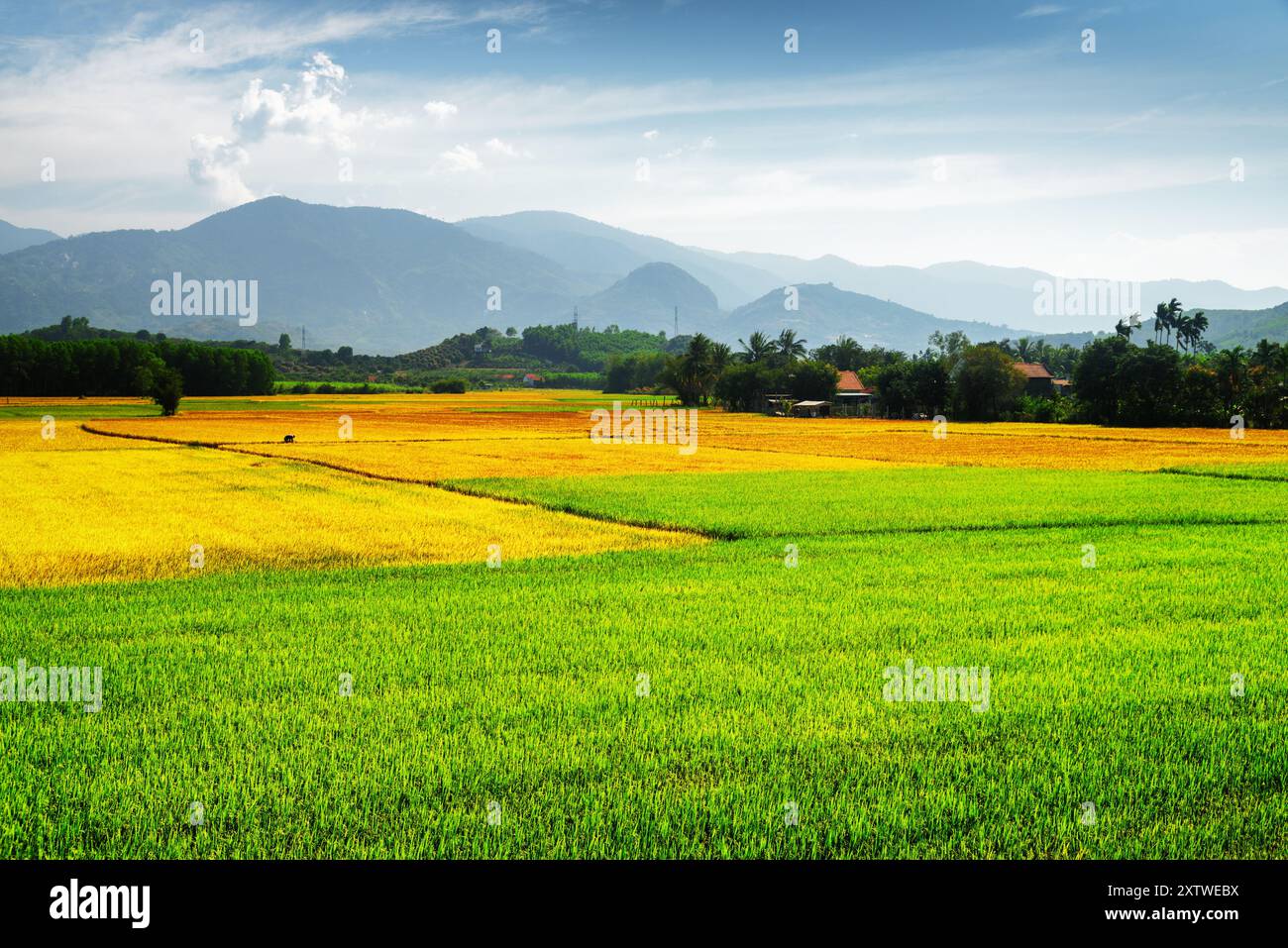 Stages of rice harvest hi-res stock photography and images - Alamy