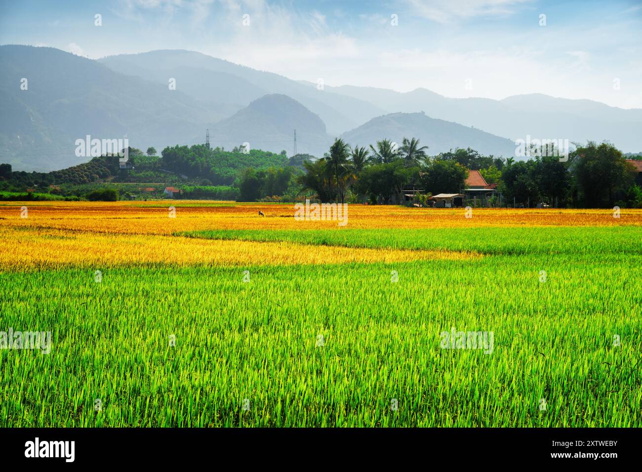 Amazing colorful rice fields. Various phases of rice cultivation Stock ...