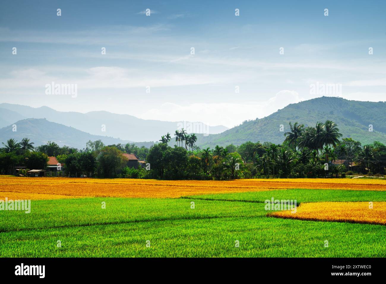 Various phases of rice cultivation. Colorful rice fields Stock Photo ...