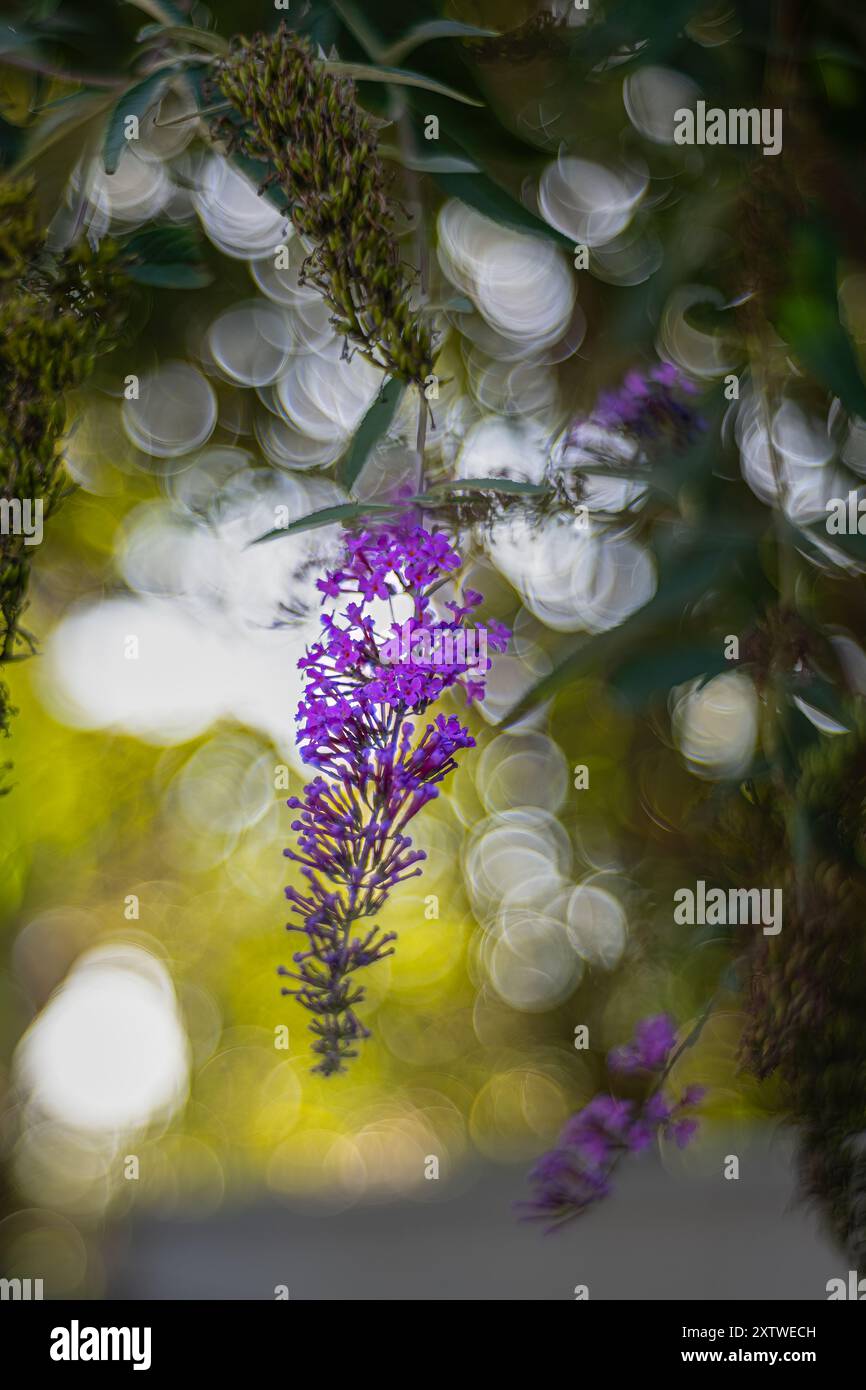 Buddleja picture taken with member of my lens family, the vintage lens ...