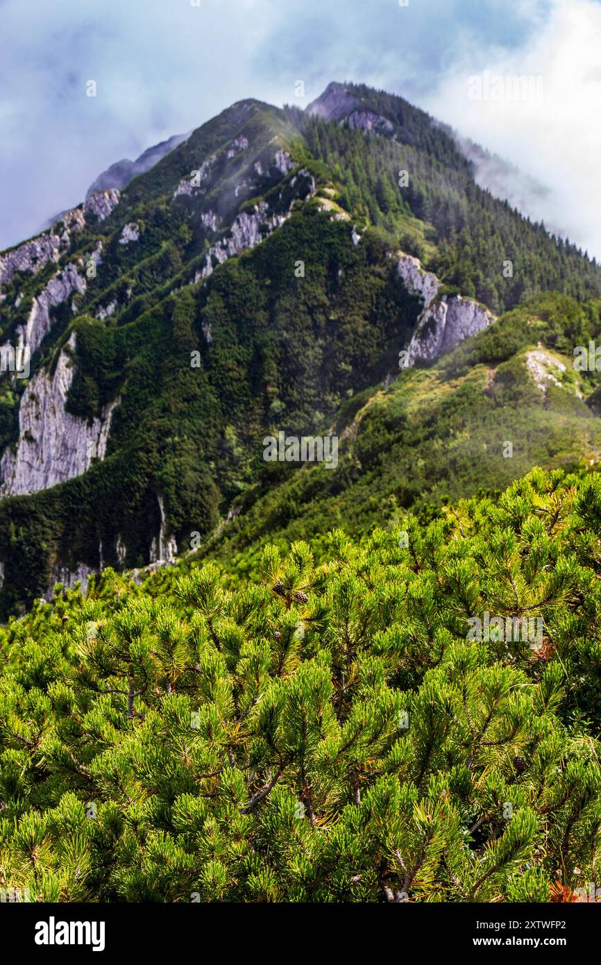 dwarf mountain pine (Pinus mugo) Piatra Craiului Romania Stock Photo ...