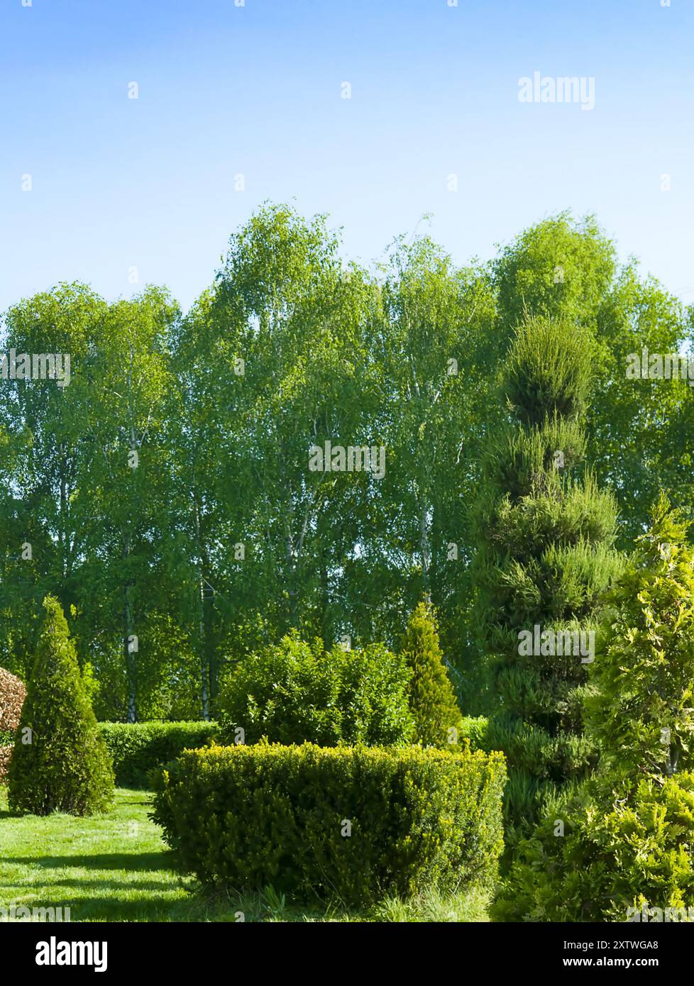 Garden trees and bushes are trimmed in geometrically correct shapes ...