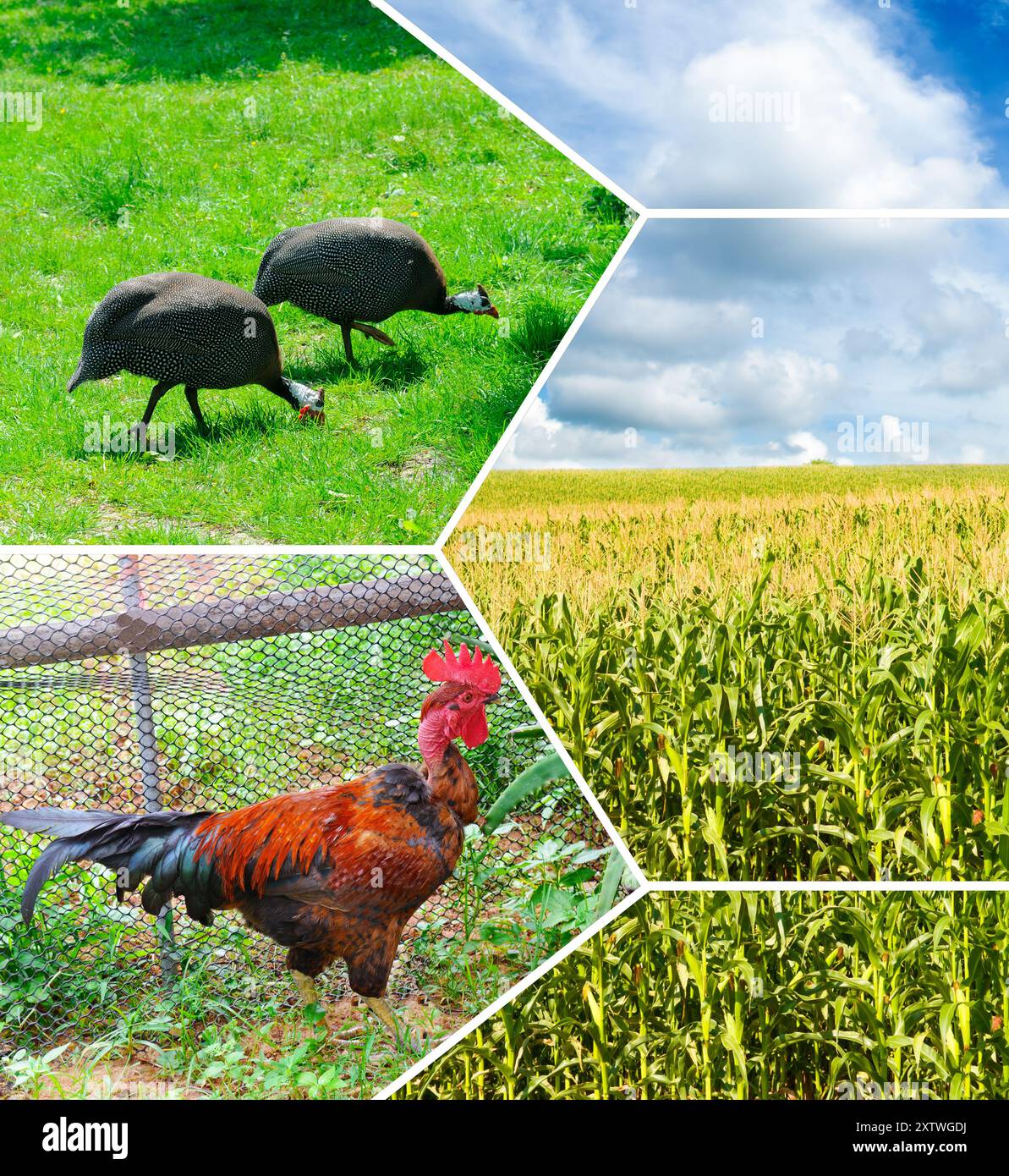 Poultry corn field forage hi-res stock photography and images - Alamy