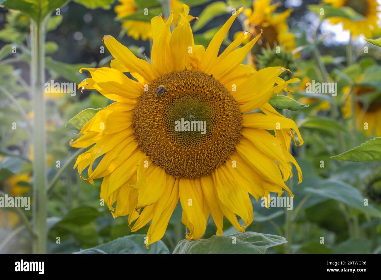 Ballinascarthy, West Cork, Ireland, Sunflower display in aid of ...
