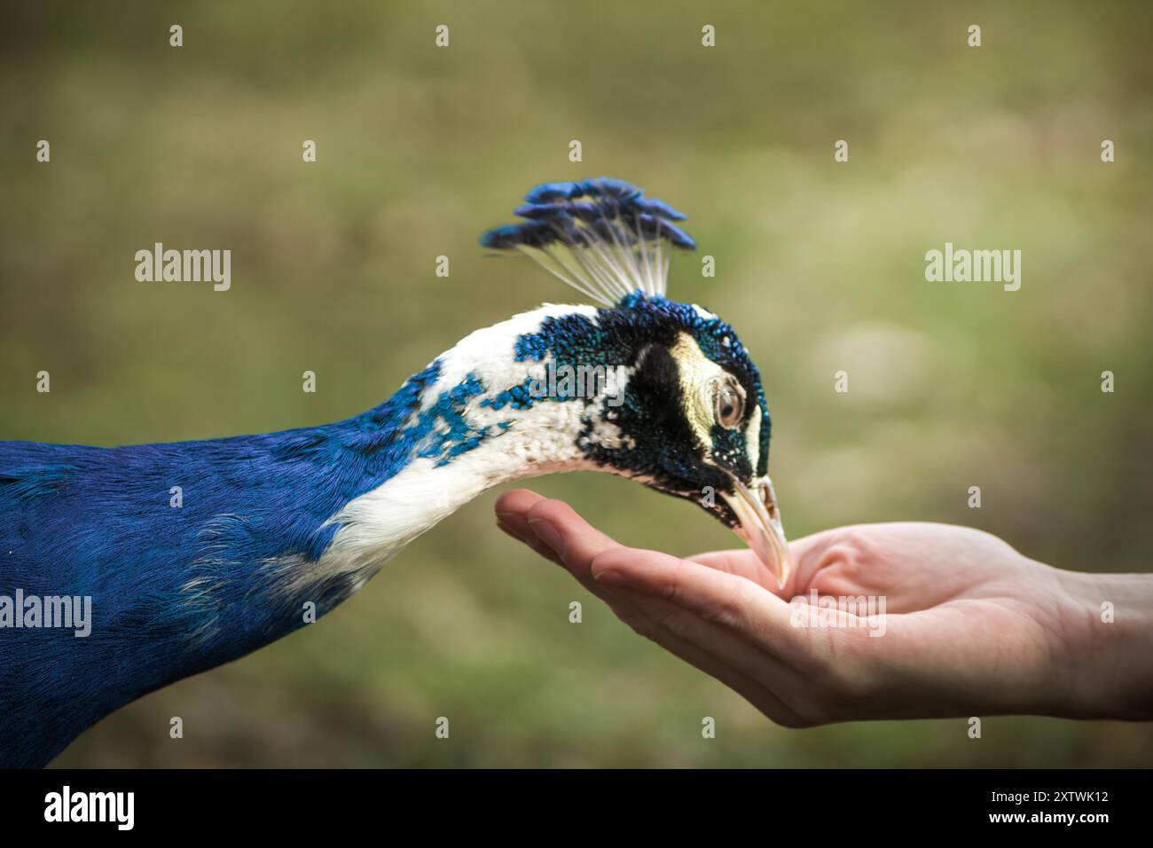 Peacock feeding from a person's hand against a blurred green background ...