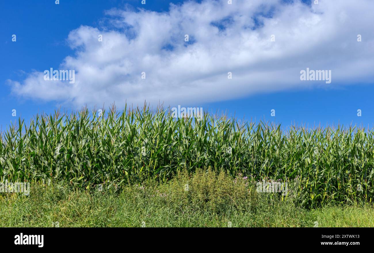 Vast Corn Field Under Blue Sky – Symbol of Abundance and Harvest of Rural Agriculture. Ideal ...