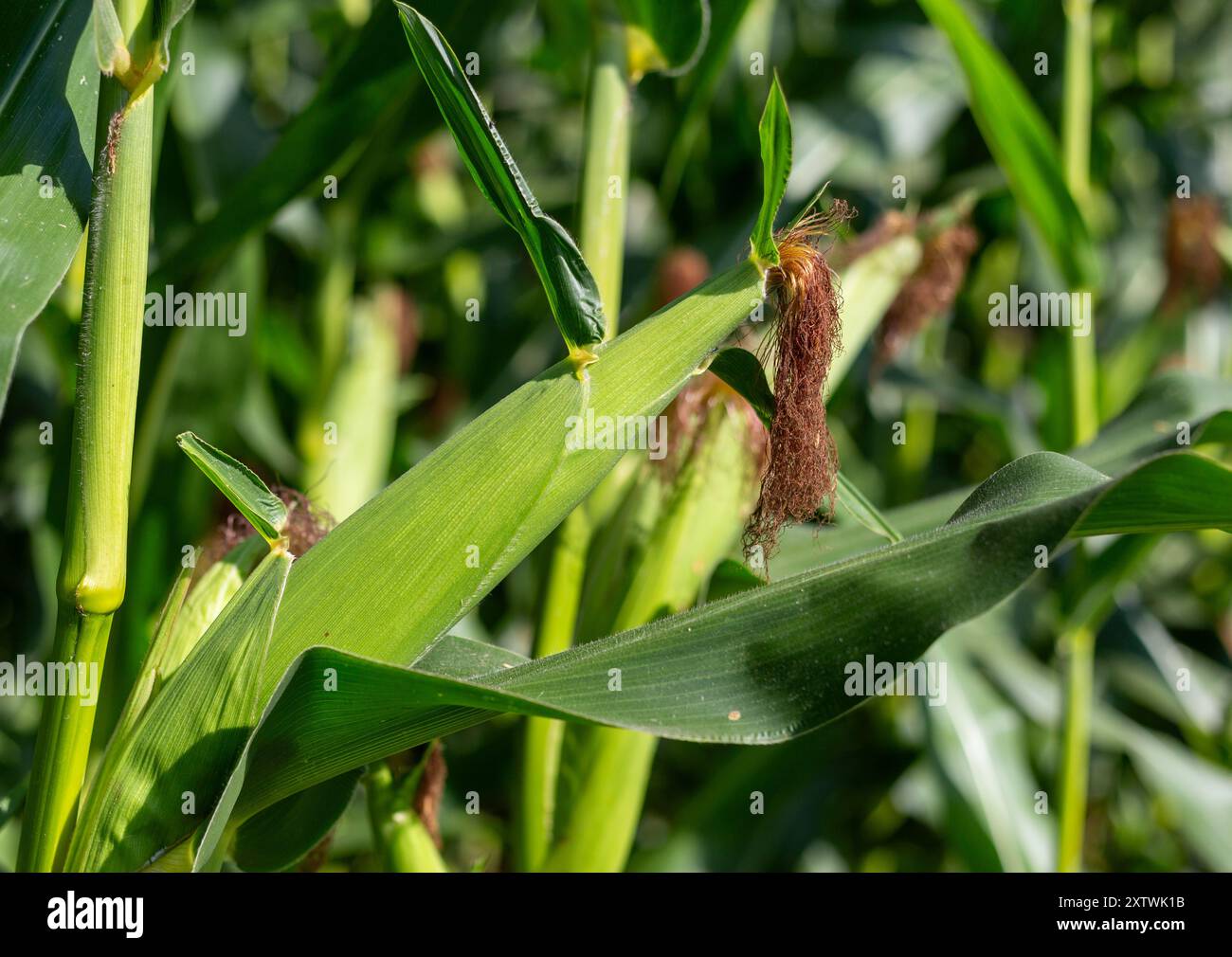 Vast Corn Field Under Blue Sky – Symbol of Abundance and Harvest of Rural Agriculture. Ideal ...