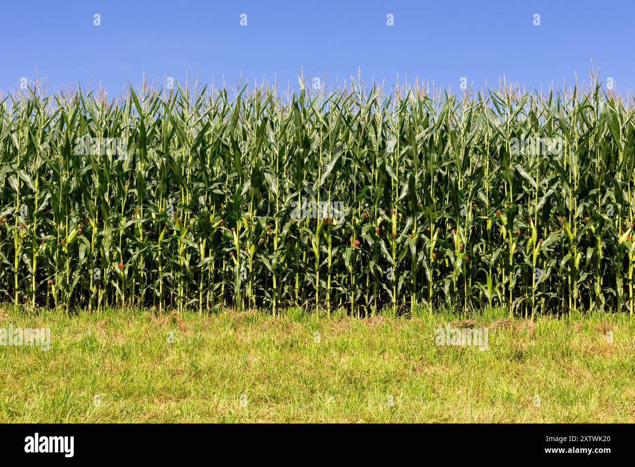 Vast Corn Field Under Blue Sky – Symbol of Abundance and Harvest of ...