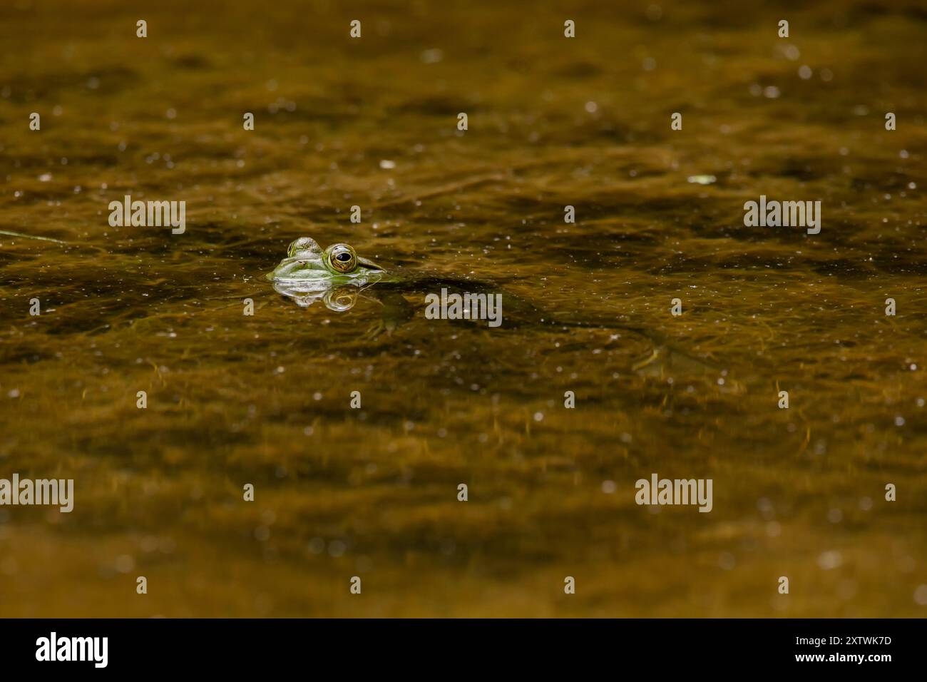 Bullfrog floating in the pond with head above water and copy space for ...