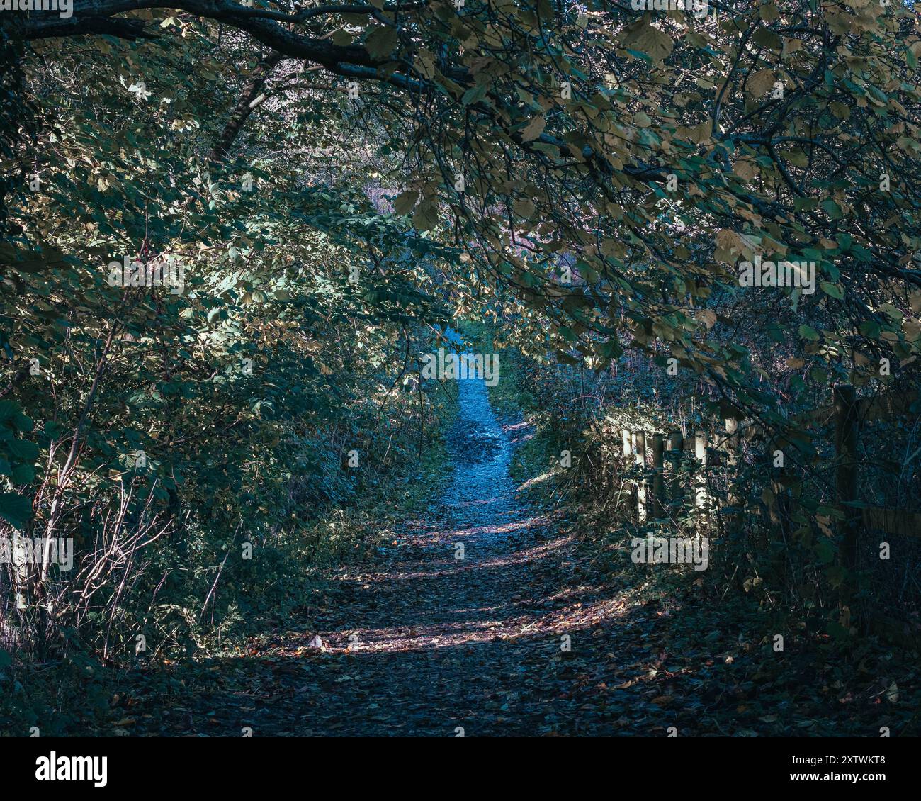 A long path into the trees Stock Photo - Alamy