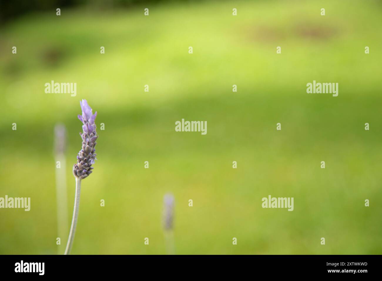 Soft focus lavender hi-res stock photography and images - Alamy