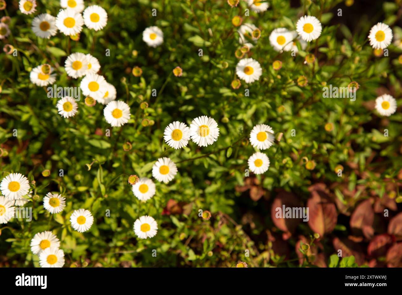 Cluster of small flowers hi-res stock photography and images - Alamy