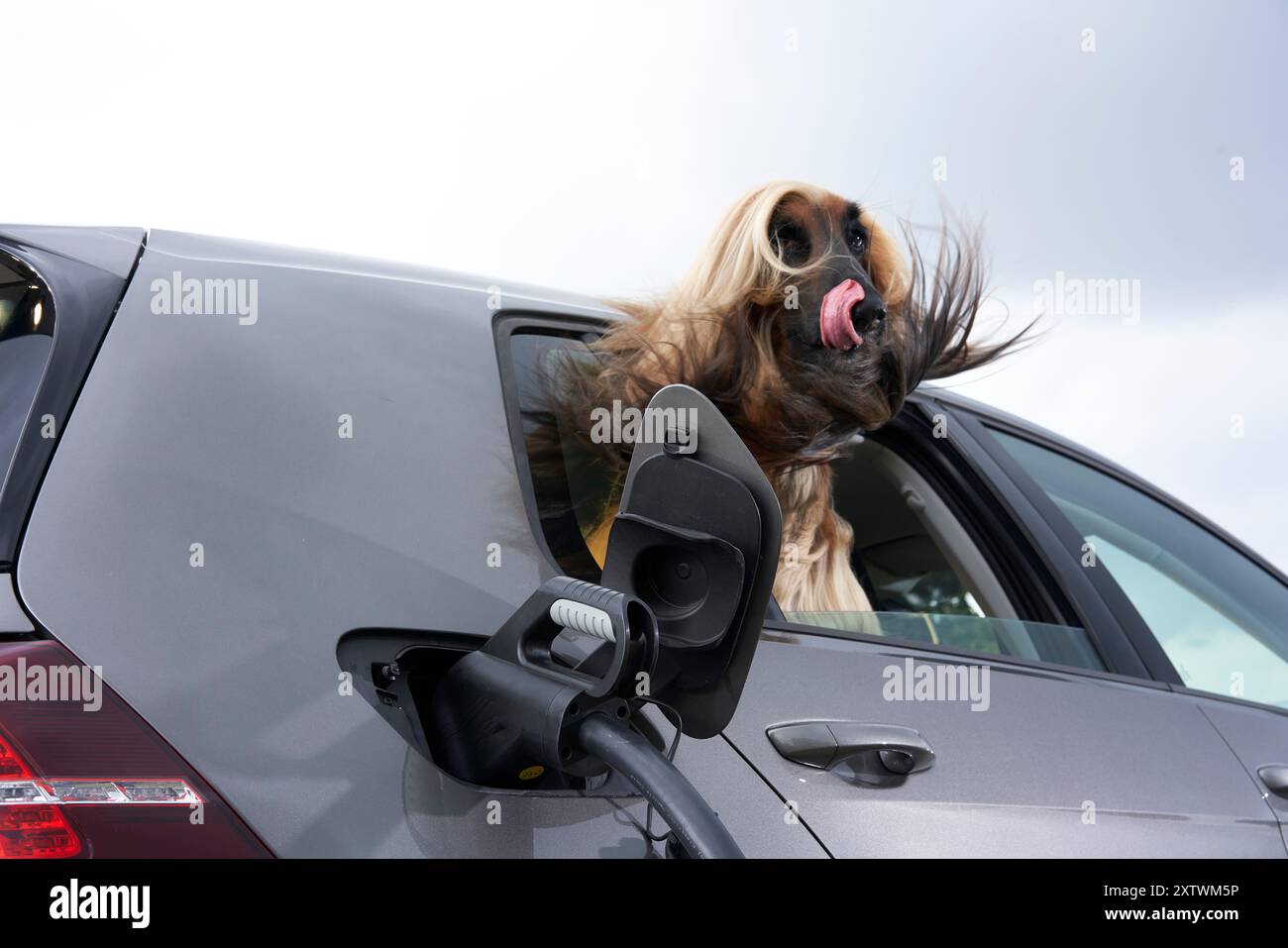 A joyful dog with flowing fur sticks its head out of a car window ...