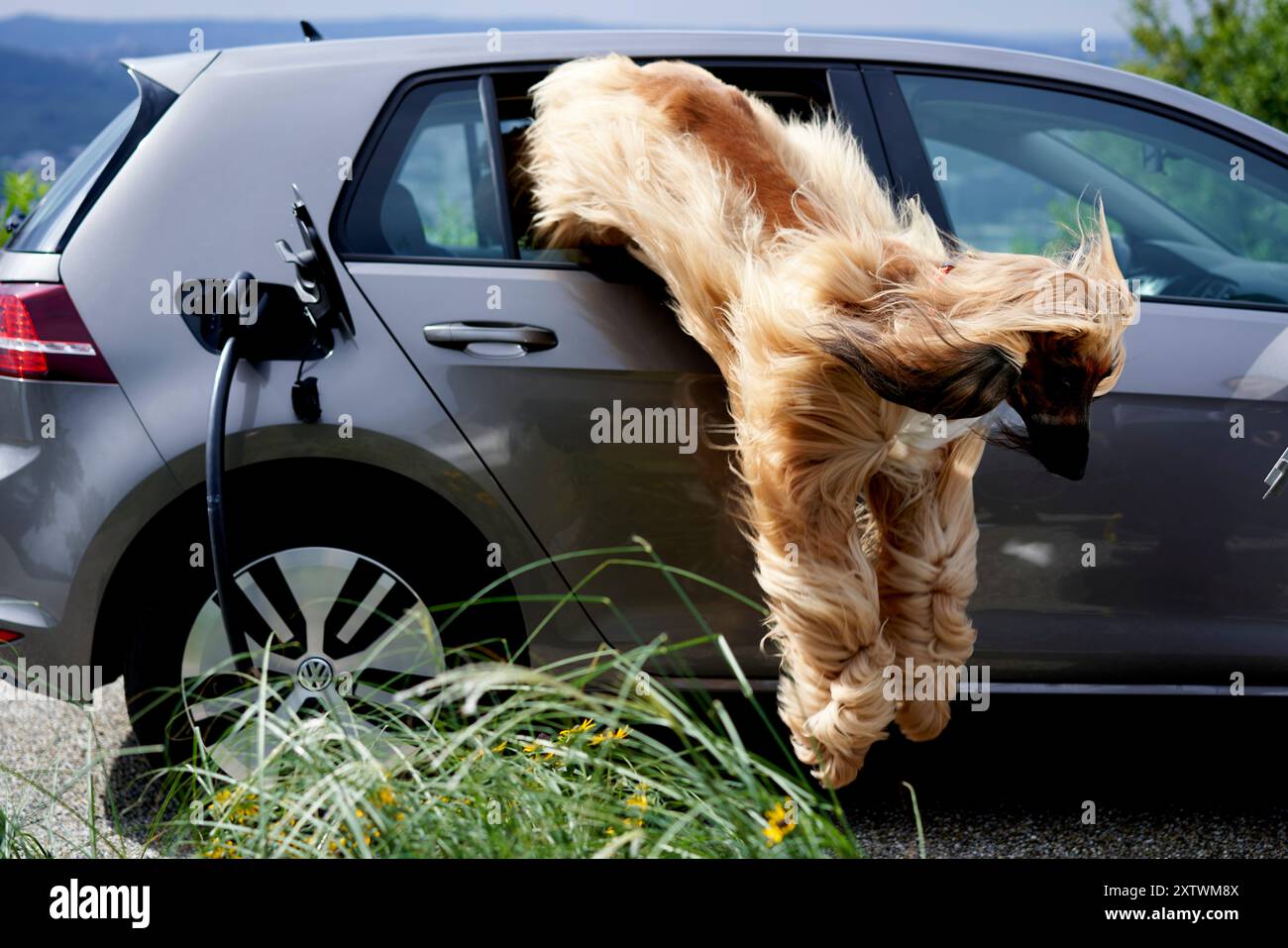 A large fluffy dog sticks its head and upper body out of the passenger ...