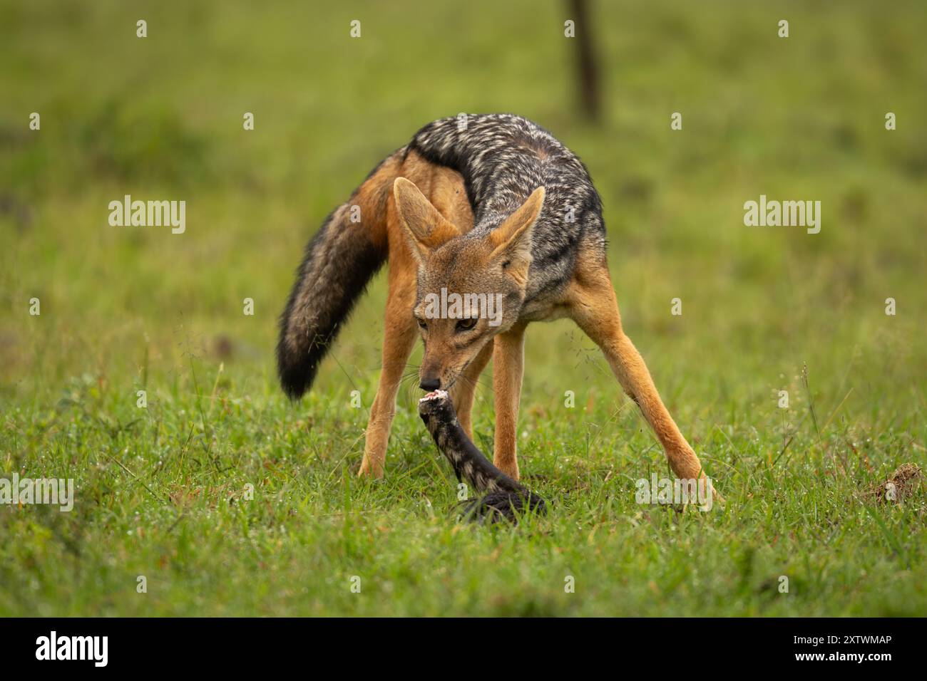 Black-backed jackal stands holding plains zebra tail Stock Photo - Alamy