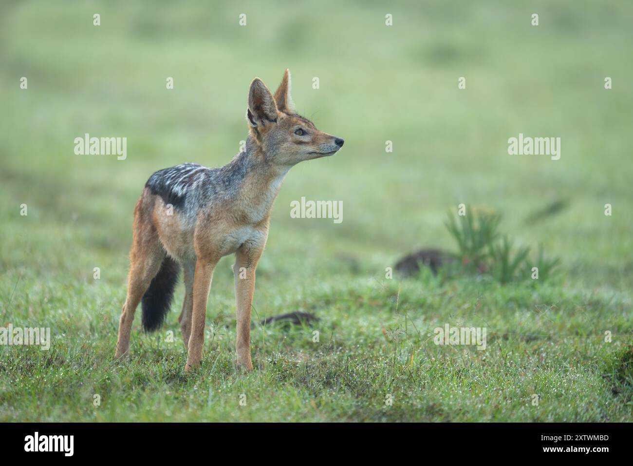Black-backed jackal stands looking up in grass Stock Photo - Alamy