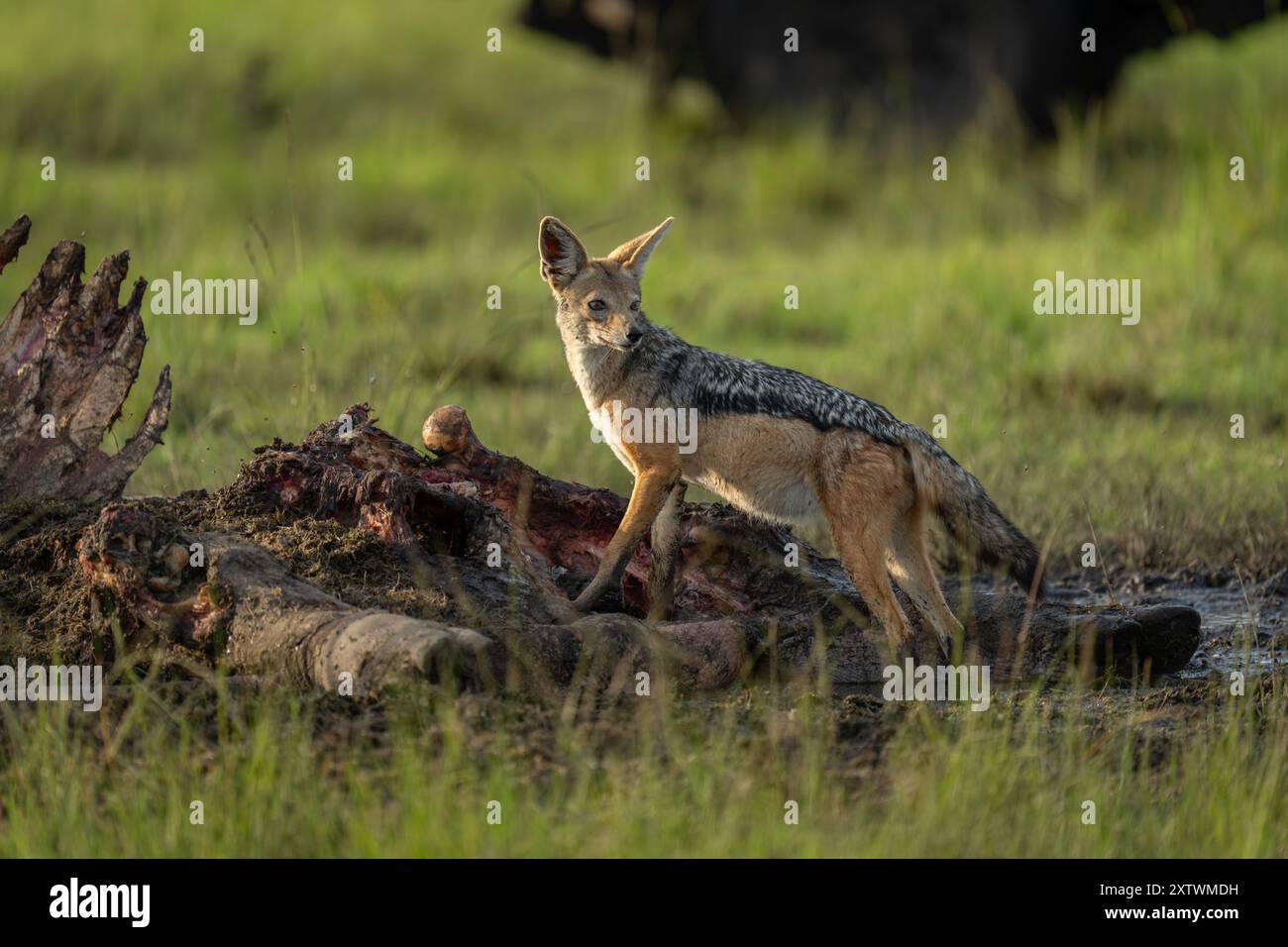 Black-backed jackal stands on kill looking back Stock Photo - Alamy