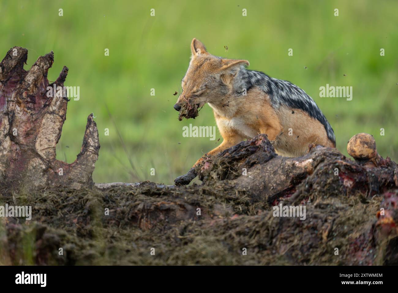 Black-backed jackal stands ripping meat from hippo Stock Photo - Alamy