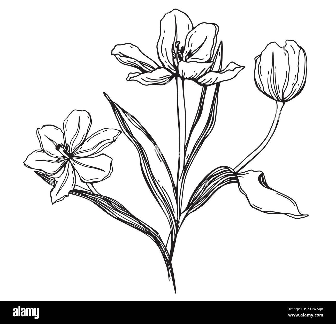 Spring flowers - Tulips. Vector hand drawn illustration of blossoming ...