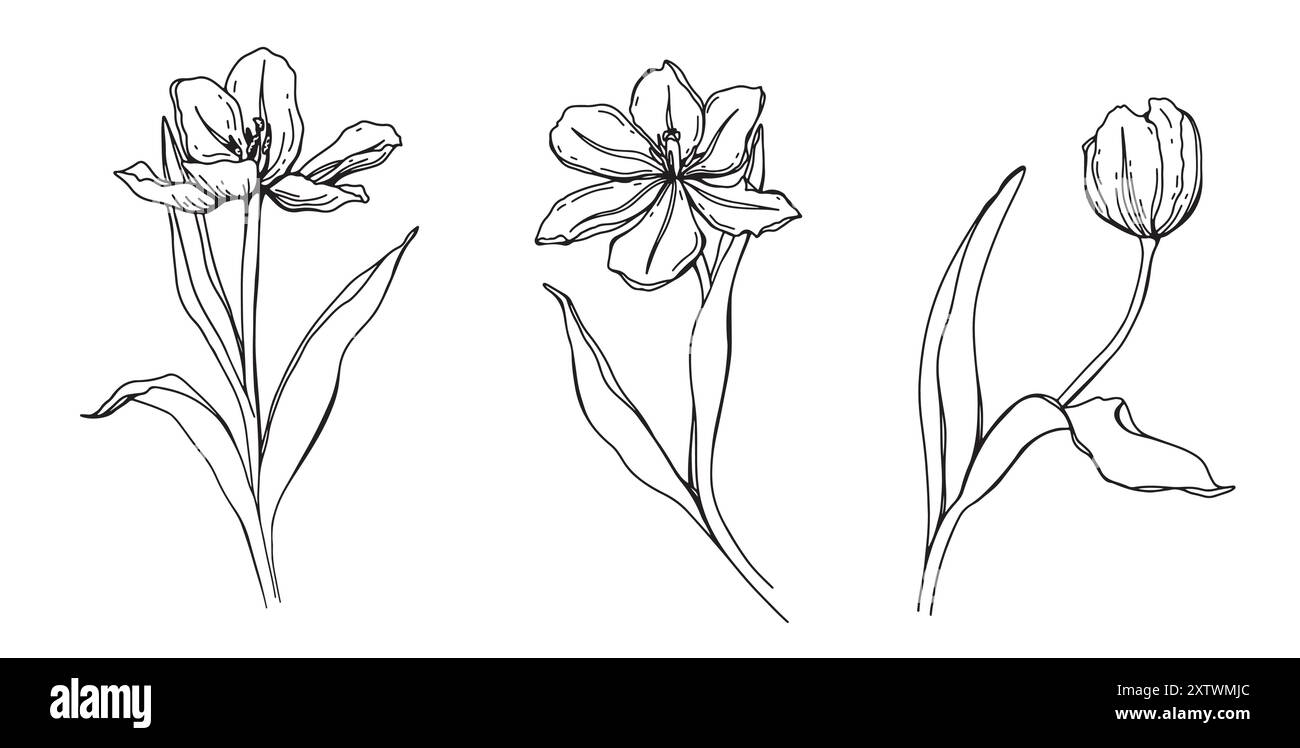 Spring flowers - Tulips. Vector hand drawn illustration of blossoming ...