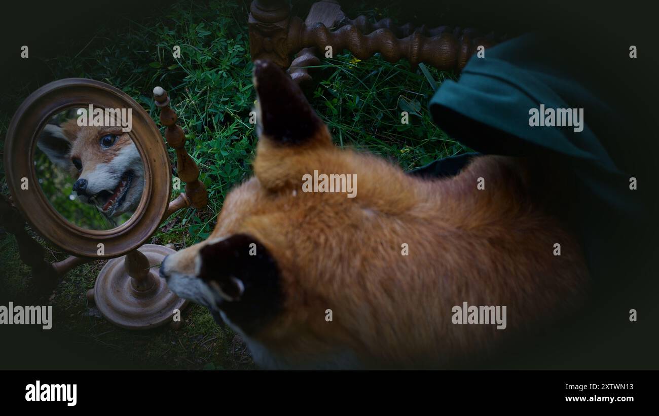 Reflection of a stuffed fox face in a mirror. Concept of fairy tales ...