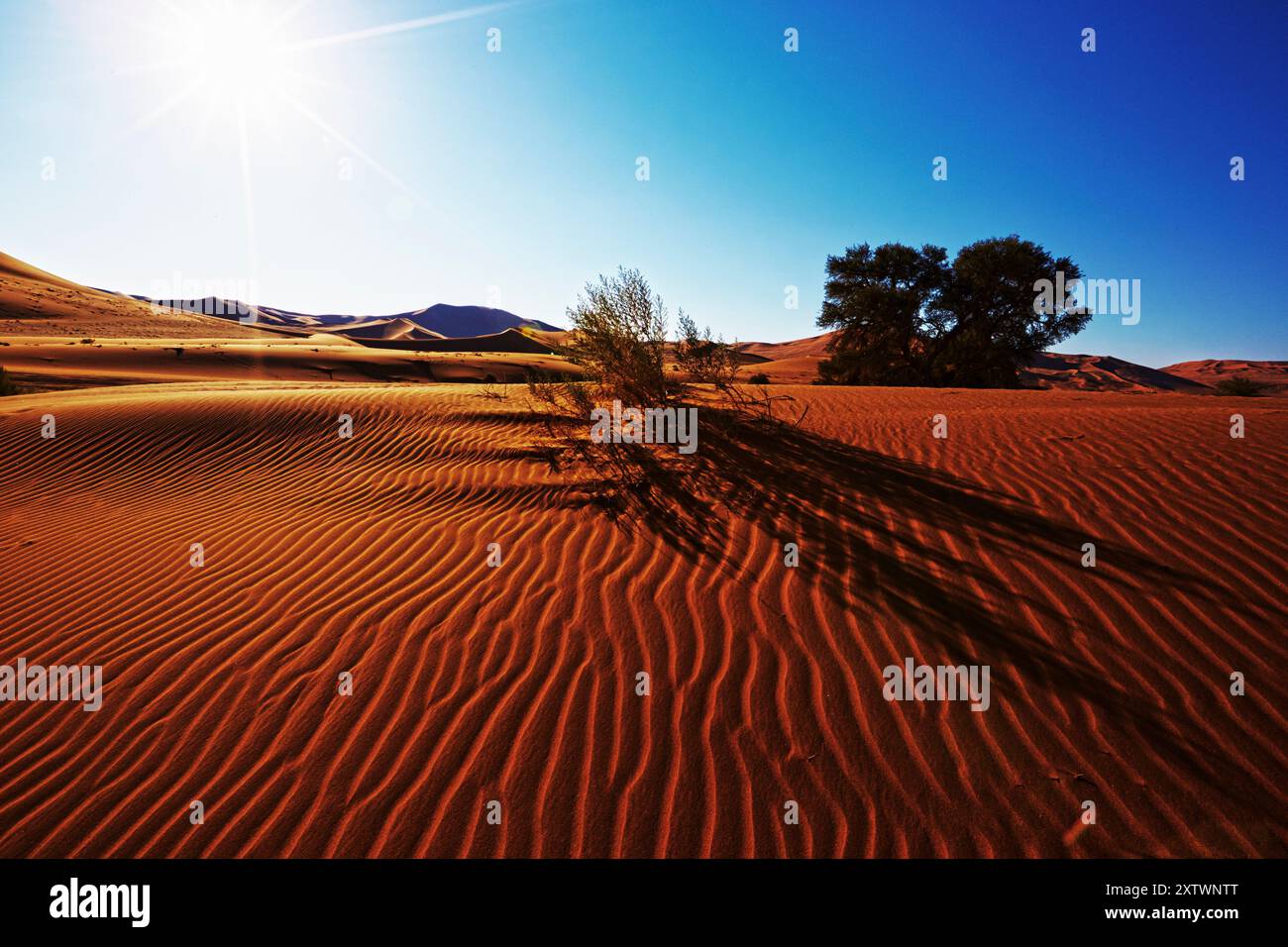 Sunlit sand dunes under a bright blue sky with a tree providing shade ...