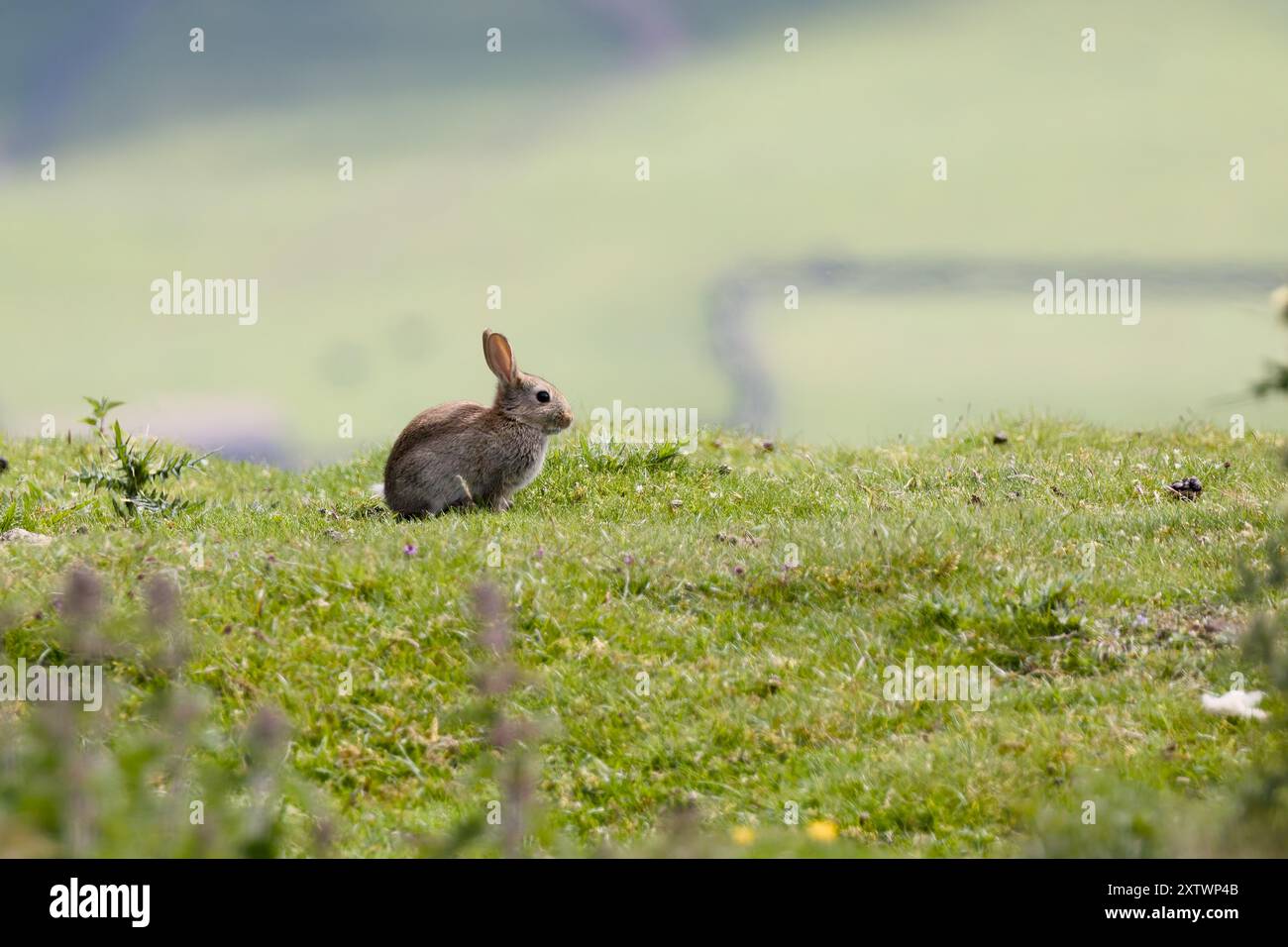 English rabbit hi-res stock photography and images - Alamy