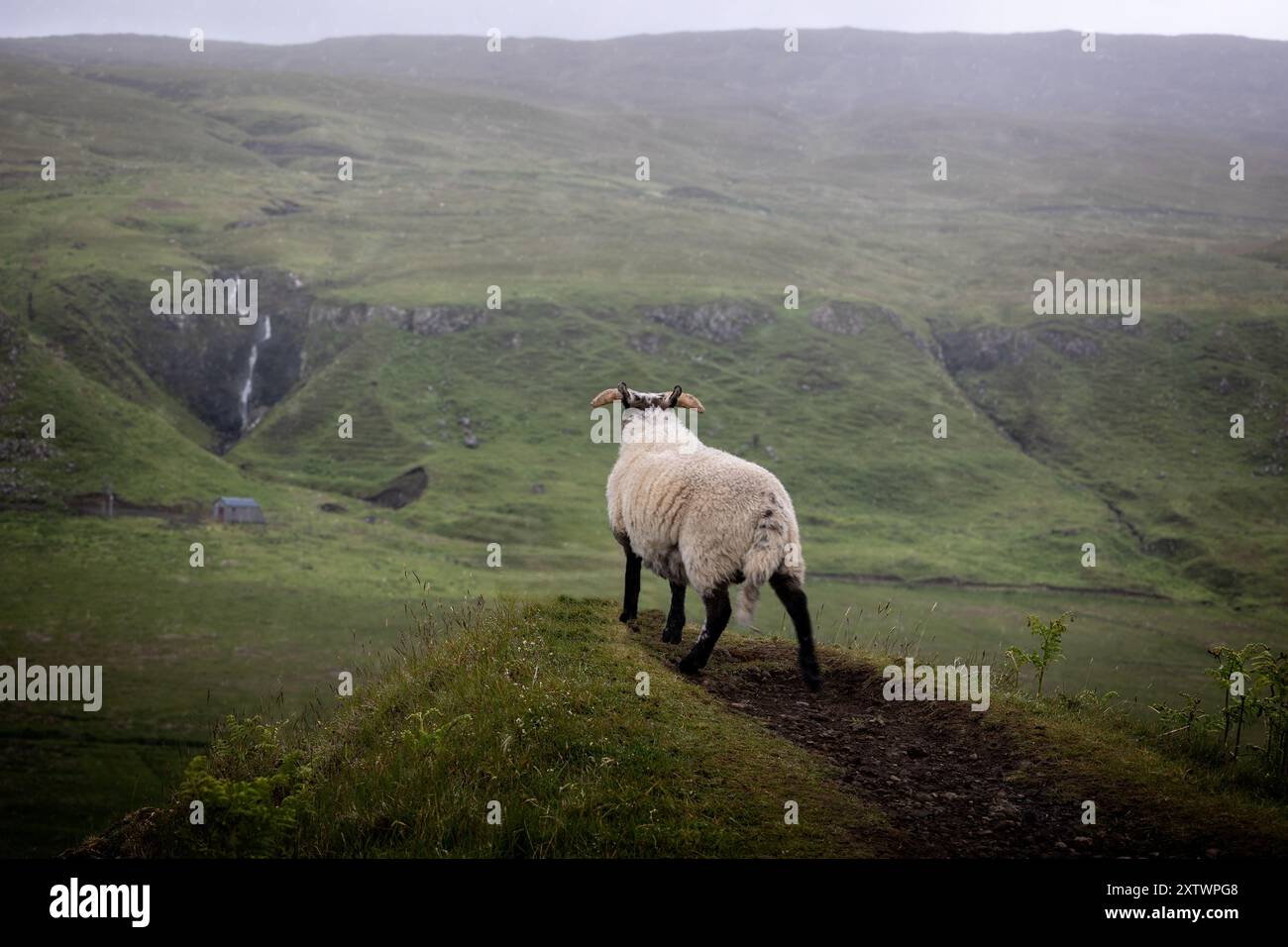 The magical green hills with sheep of Fairy Glen on a misty cloudy day ...