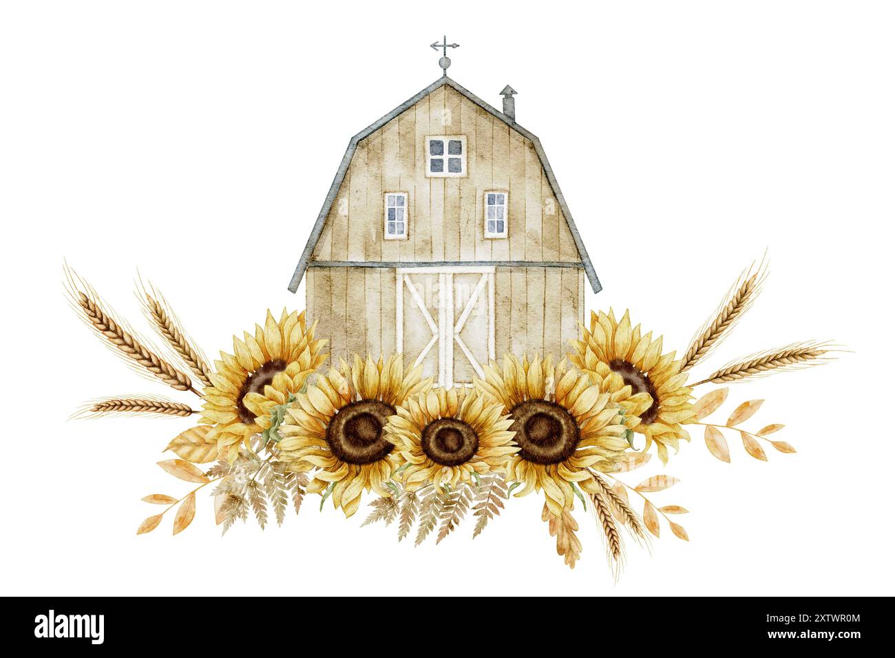 Barn house with Sunflowers watercolor illustration. Drawing of rustic ...