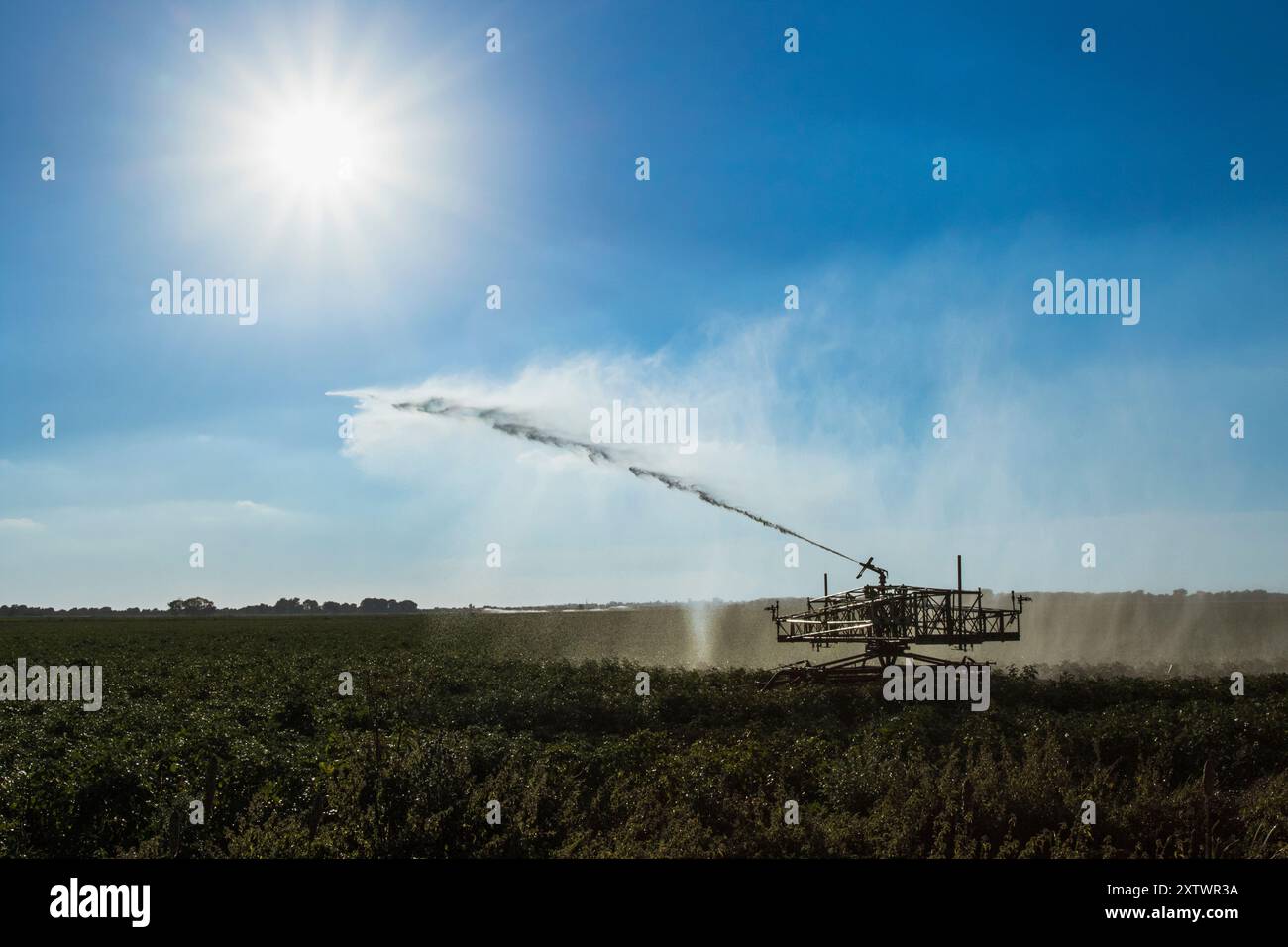 Rain gun irrigation system watering a potato crop, Aldreth ...