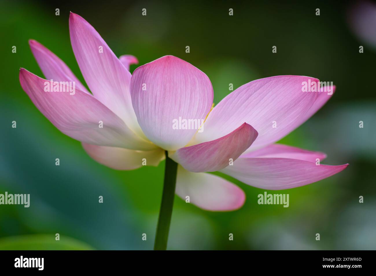 Indian lotus hi-res stock photography and images - Alamy