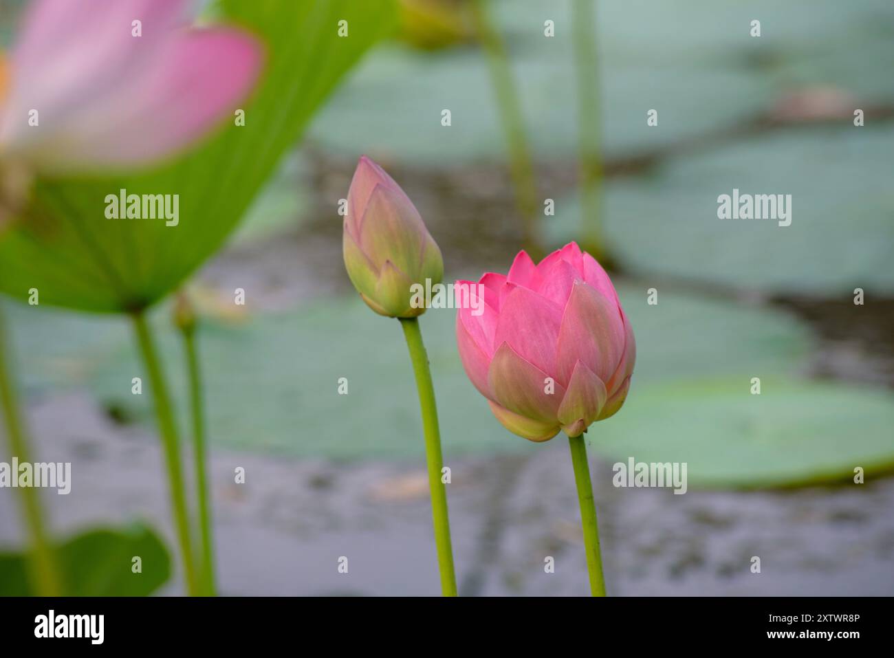 Indian lotus hi-res stock photography and images - Alamy