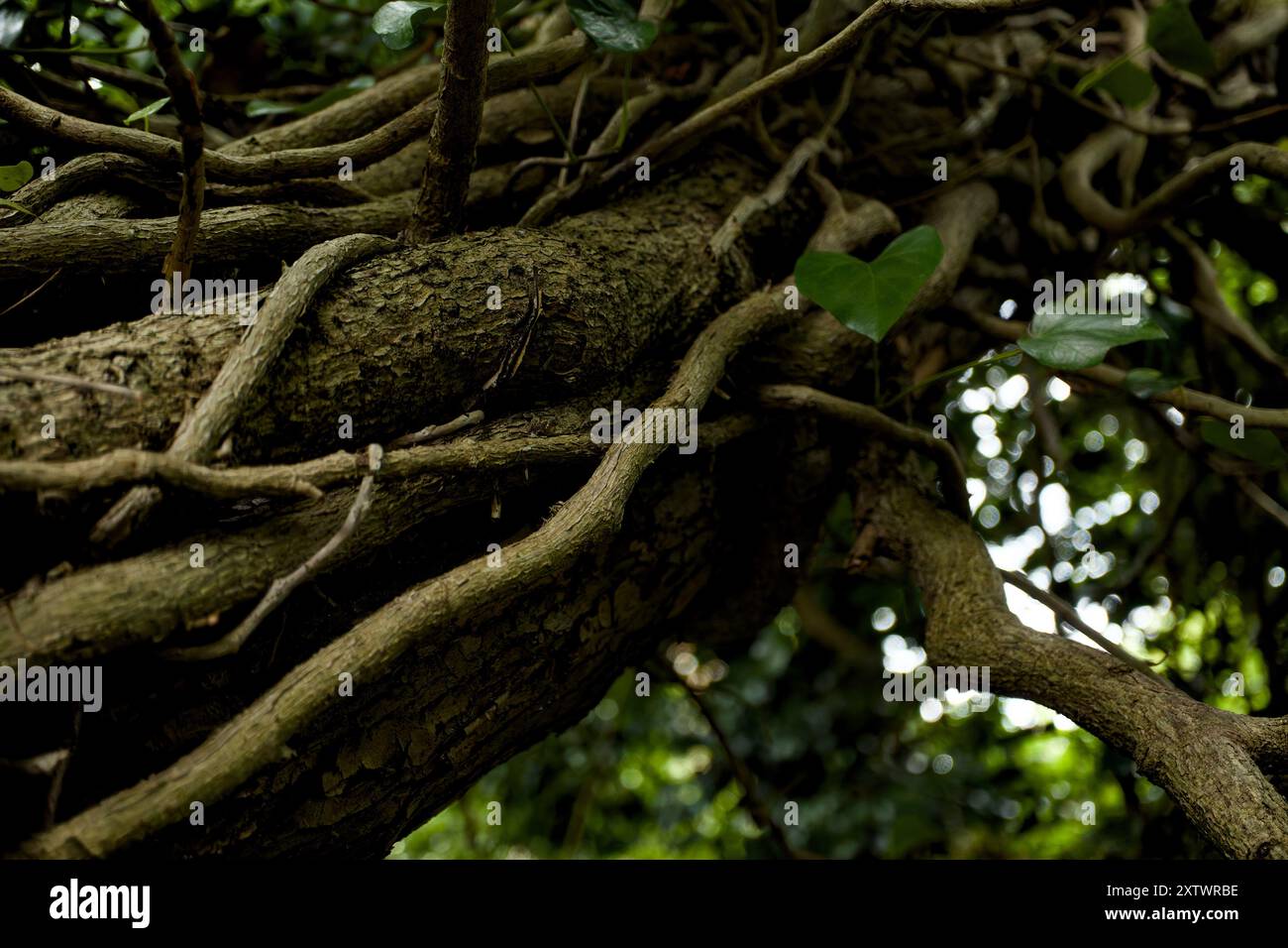 Vines creeping up a tree in a dark and gloomy wood Stock Photo - Alamy