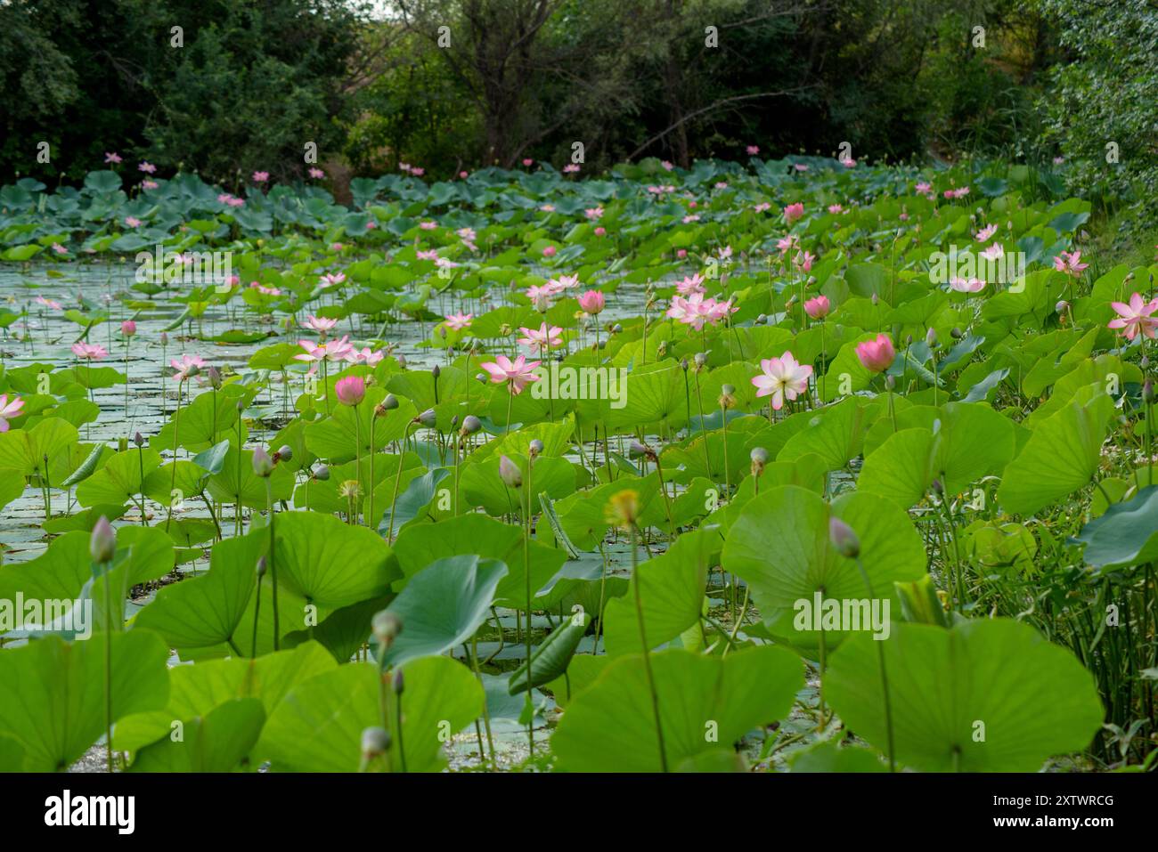 Sacred or Indian lotus in bloom Stock Photo - Alamy