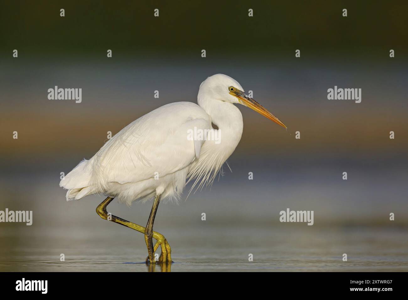 Western Reef Heron, Western Reef-Heron, Western Reef-Egret, (Egretta ...