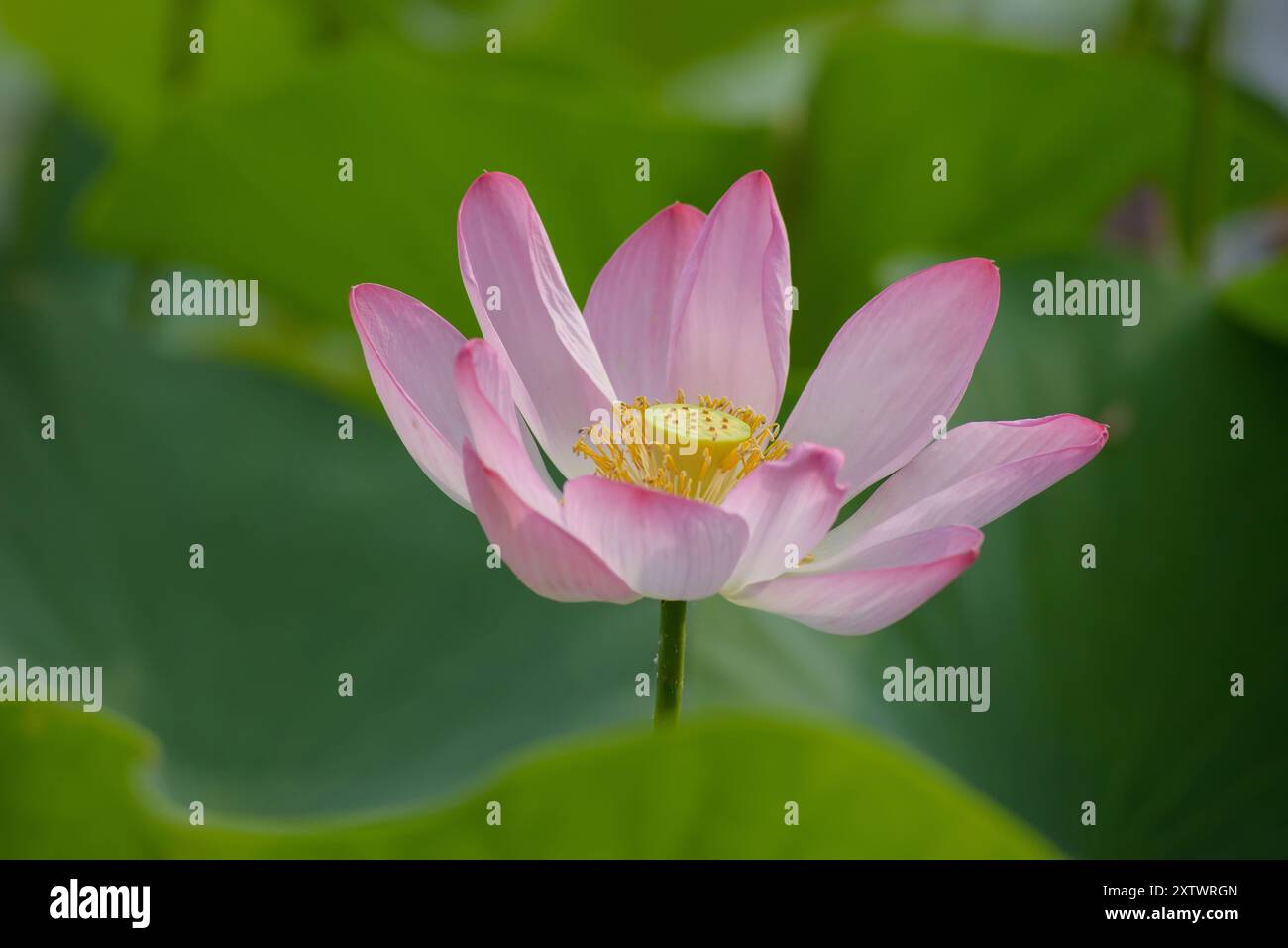 Indian sacred lotus flower hi-res stock photography and images - Alamy